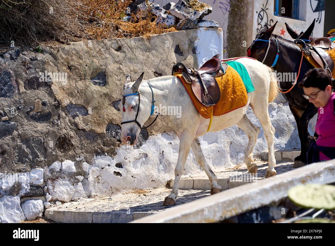 Thira, Santorini, Greece - 8 May 2024: Traditional donkeys walking down ...