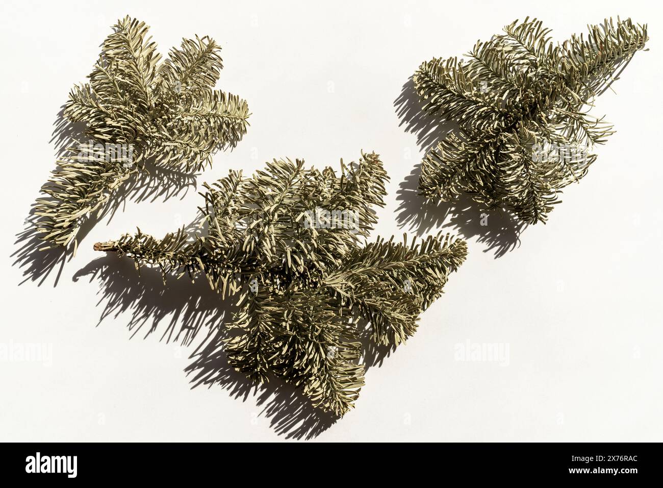 dry pine branches on white background Stock Photo - Alamy
