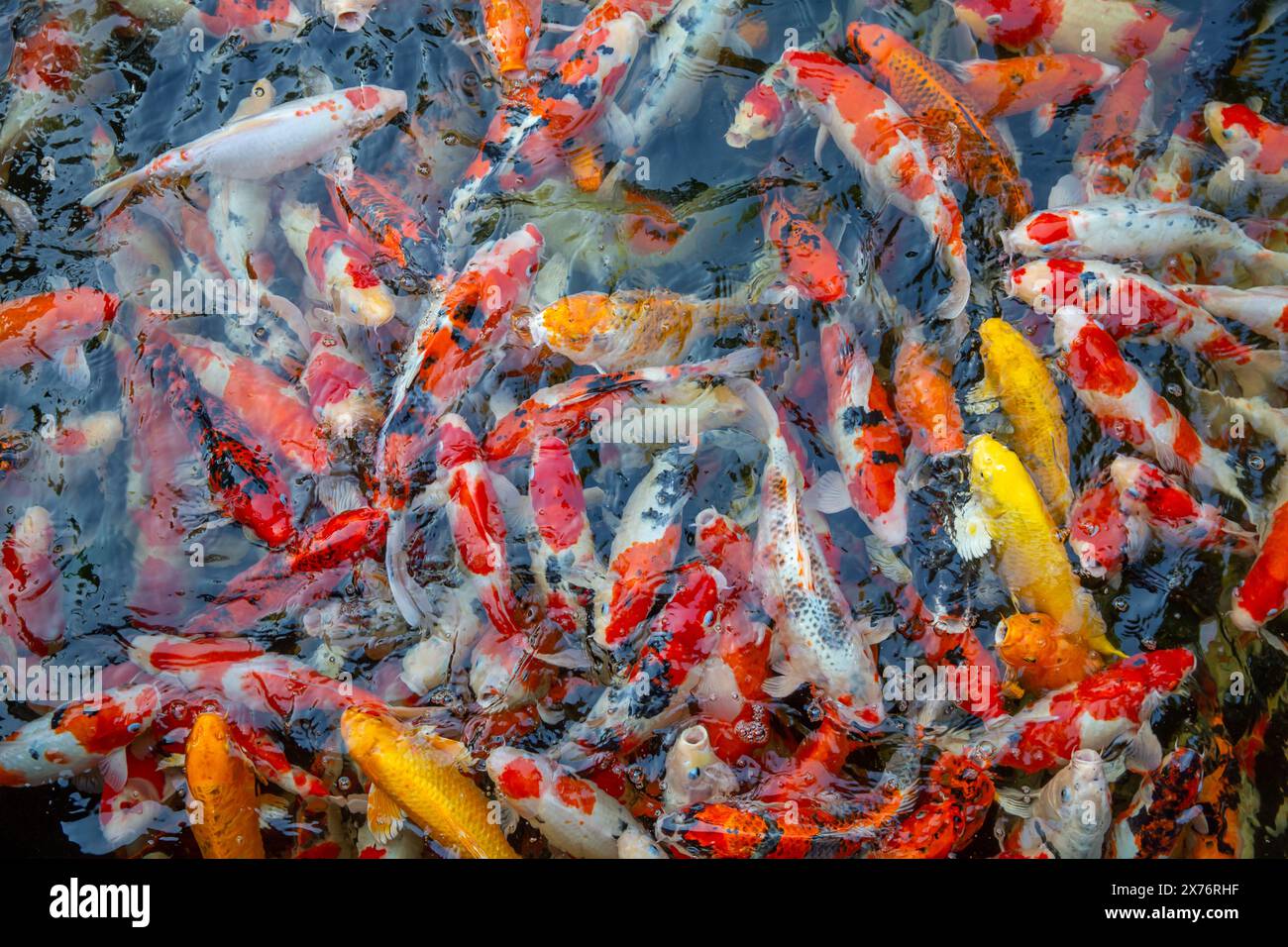 Animal crap hi-res stock photography and images - Alamy