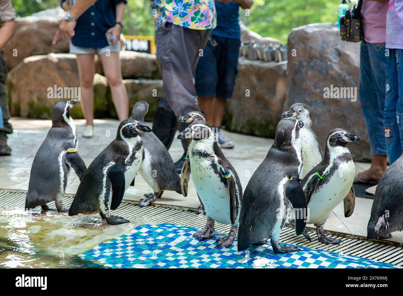 Group of Penguins walking show in the zoo Stock Photo - Alamy