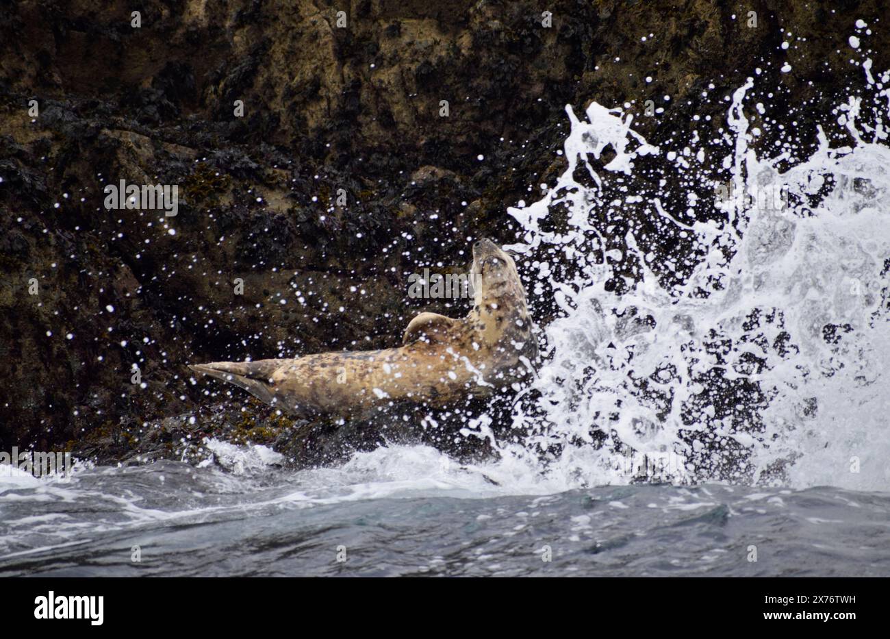 Seal cornwall hi-res stock photography and images - Alamy