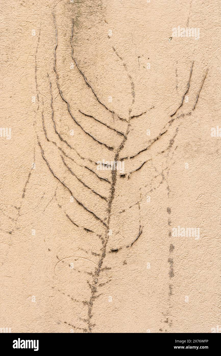 vine marks on plaster wall Stock Photo - Alamy