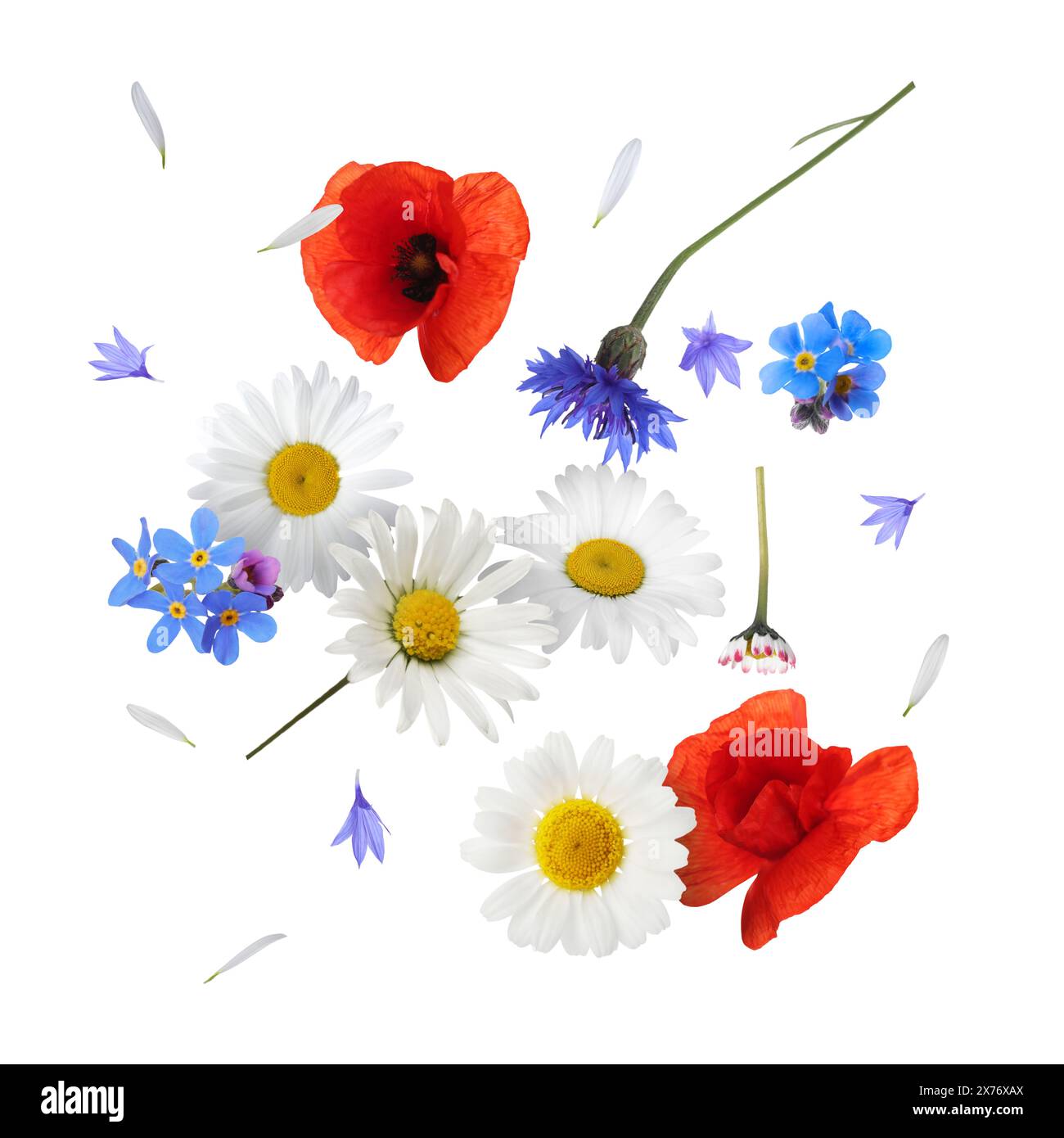 Beautiful meadow flowers falling on white background Stock Photo - Alamy