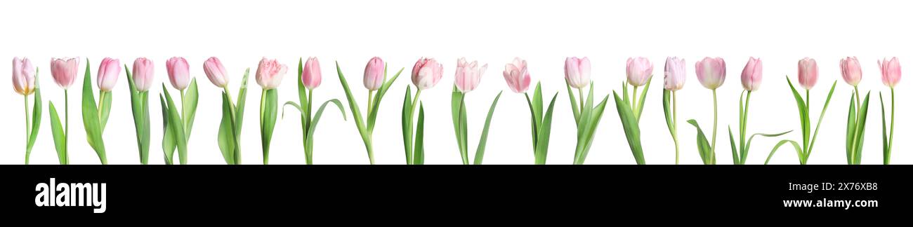 Tulips on pink border Cut Out Stock Images & Pictures - Alamy