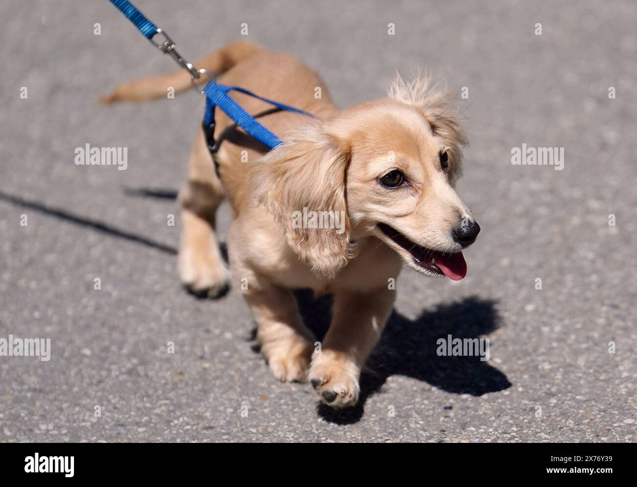 Alexandra dino hi-res stock photography and images - Alamy