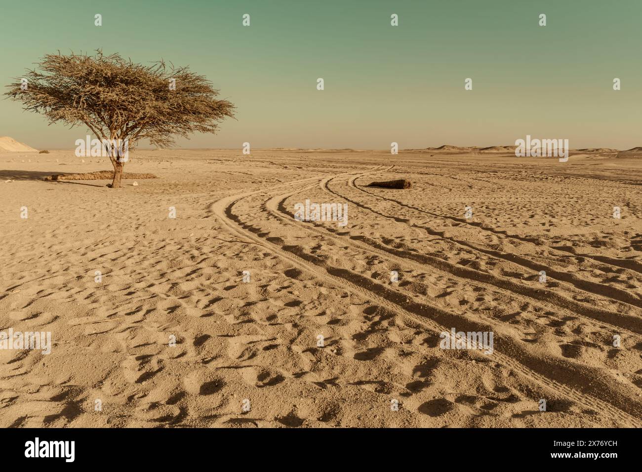 Alone tree in hot desert landscape and tire tracks in the sand in the ...