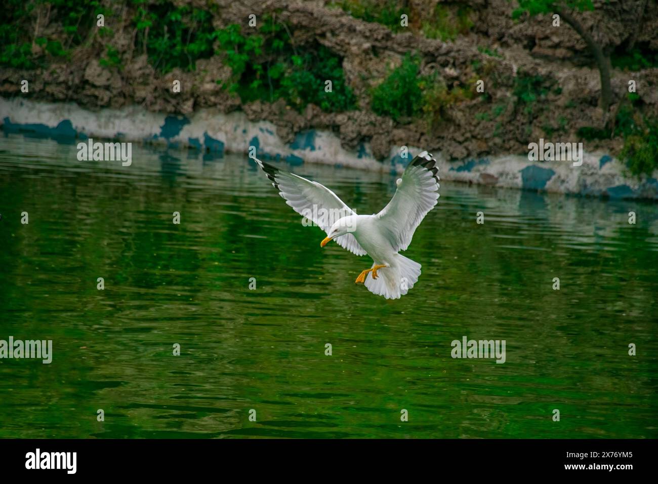 Seagulls dive into the water. Seagulls playing in the sea, taking off ...
