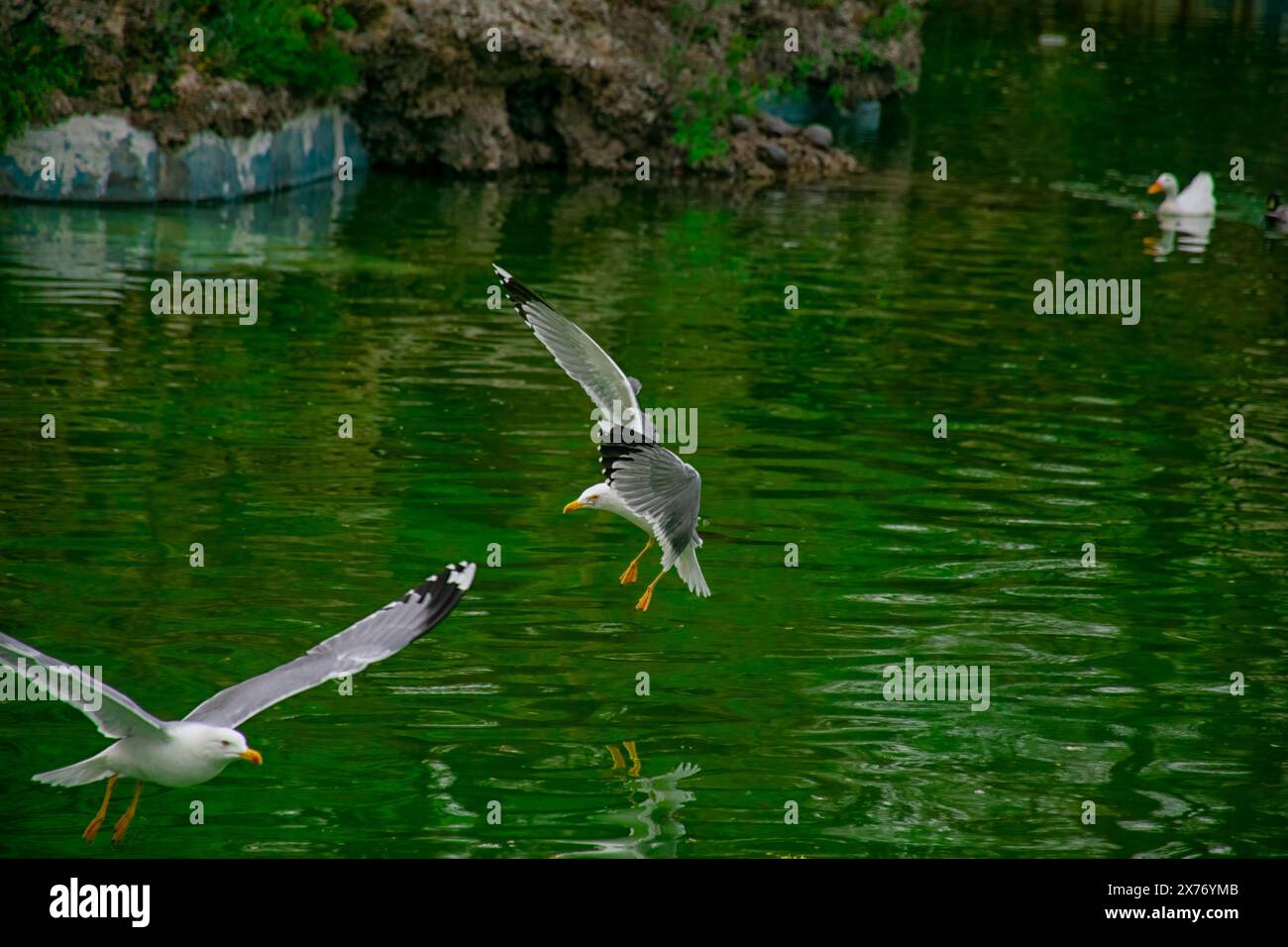 Seagulls dive into the water. Seagulls playing in the sea, taking off ...