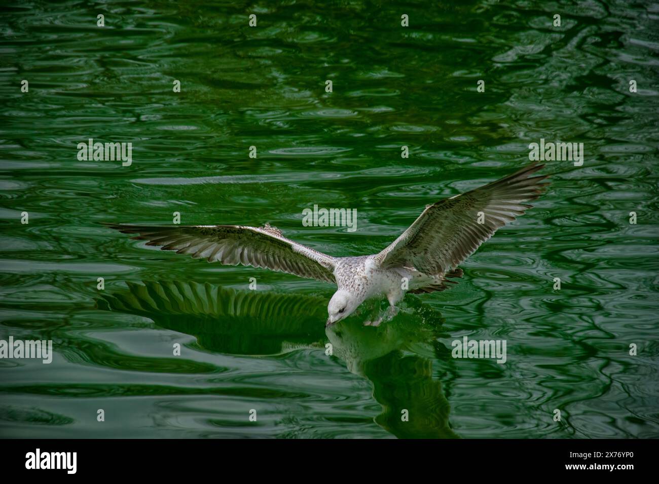 Seagulls dive into the water. Seagulls playing in the sea, taking off ...