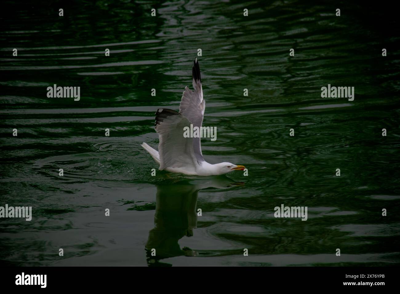 Seagulls dive into the water. Seagulls playing in the sea, taking off ...
