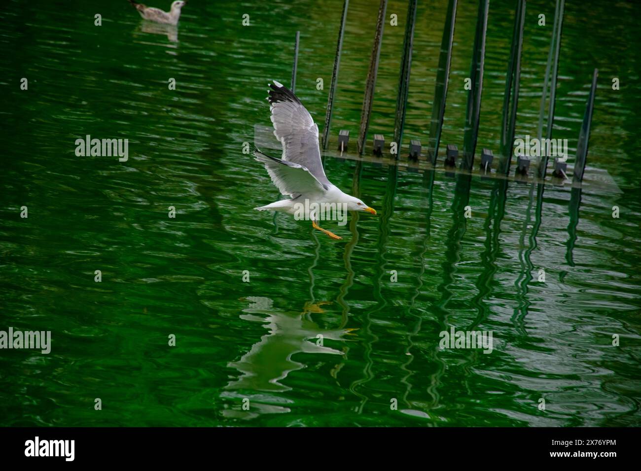 Seagulls dive into the water. Seagulls playing in the sea, taking off ...