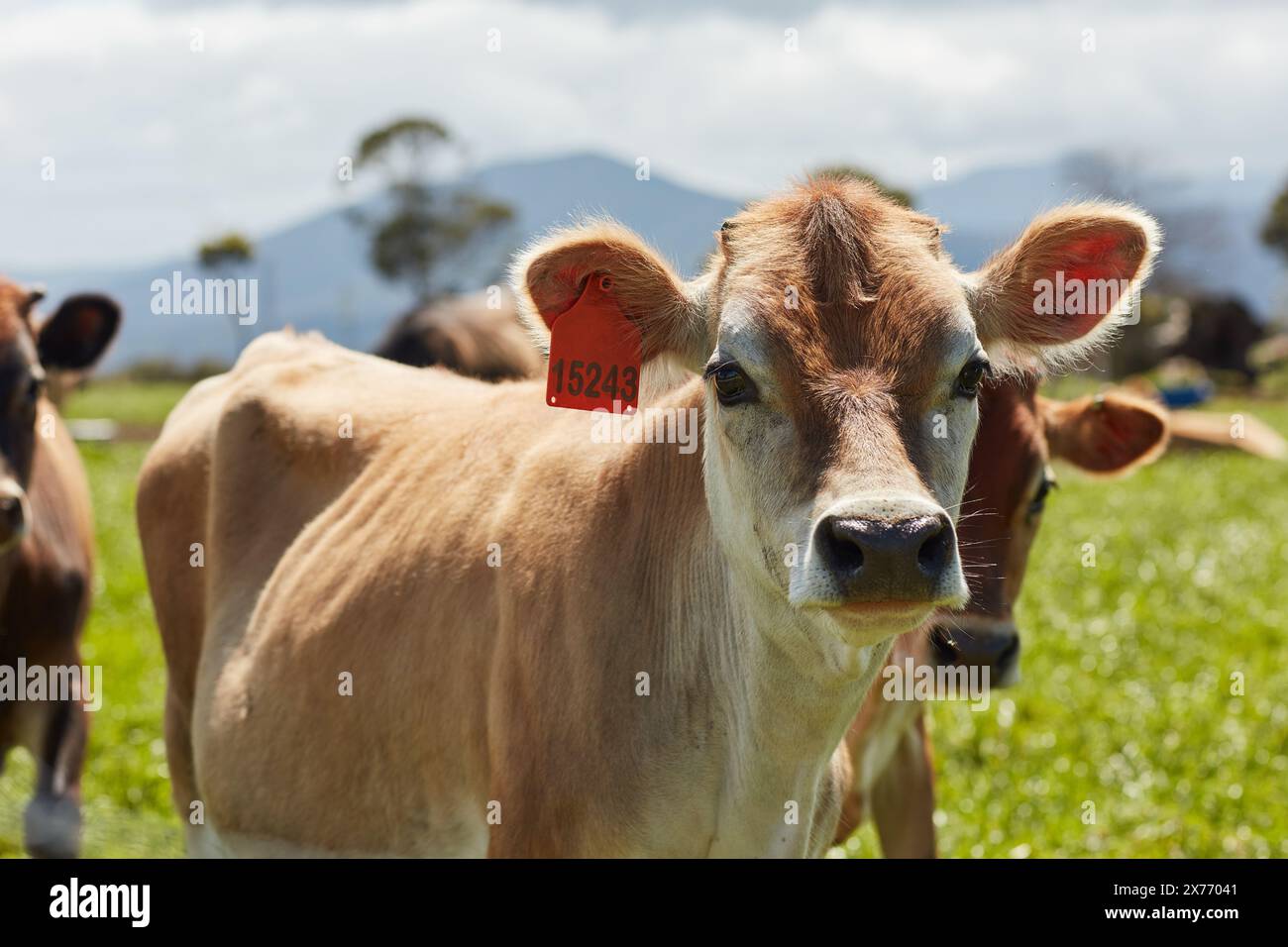 Dairy farm, cow field and cattle in countryside for milk production and sustainable agriculture ...