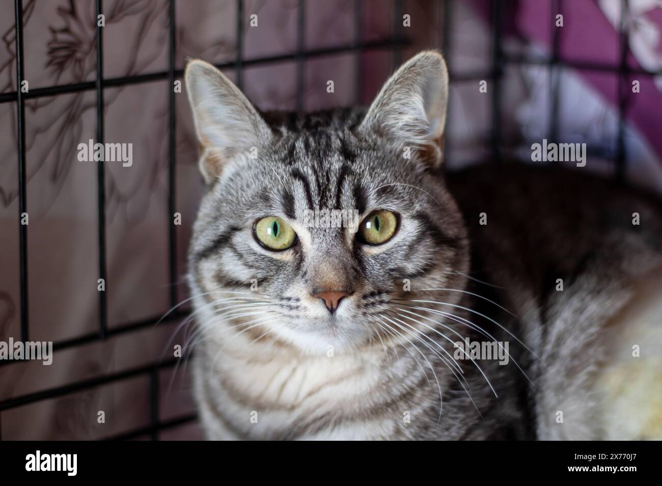 A small to mediumsized Felidae, a carnivorous terrestrial animal with ...