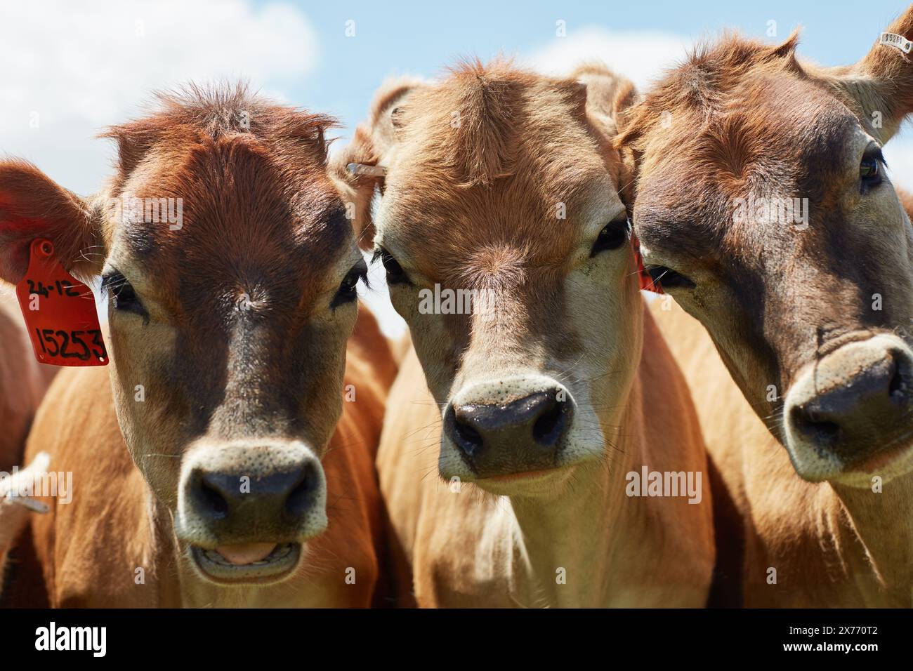 Agriculture, cattle and cows on farm with sustainable livestock for ...
