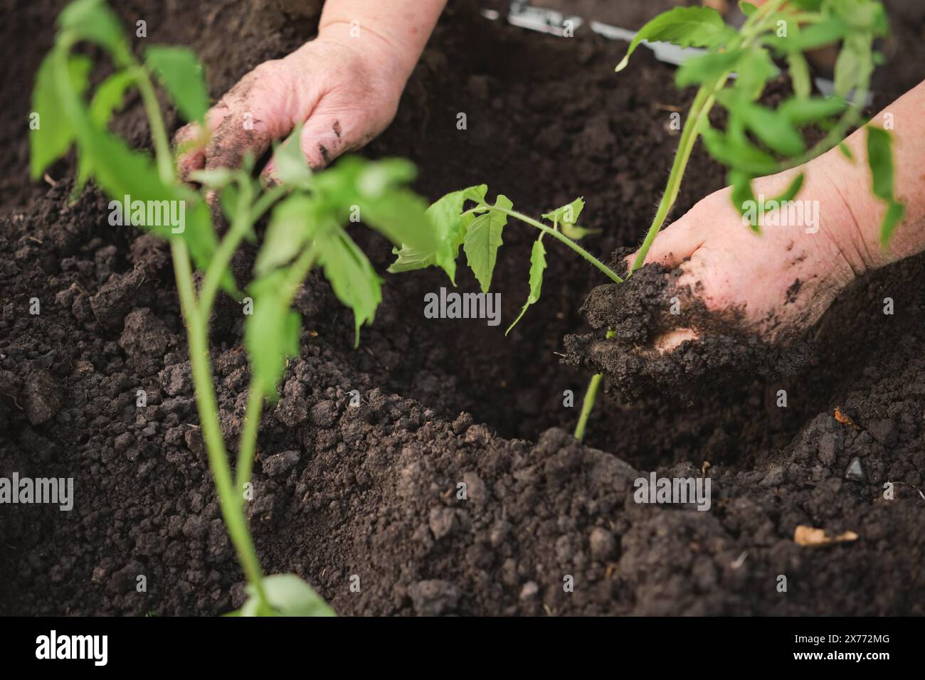 Horizontal poster of farmer's hands tending tomato seedlings in a ...