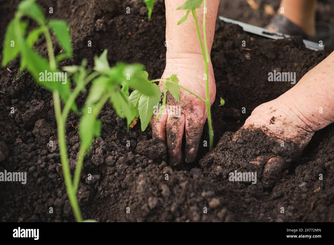 Close-up of farmer's hands carefully planting tomato seedlings in a ...