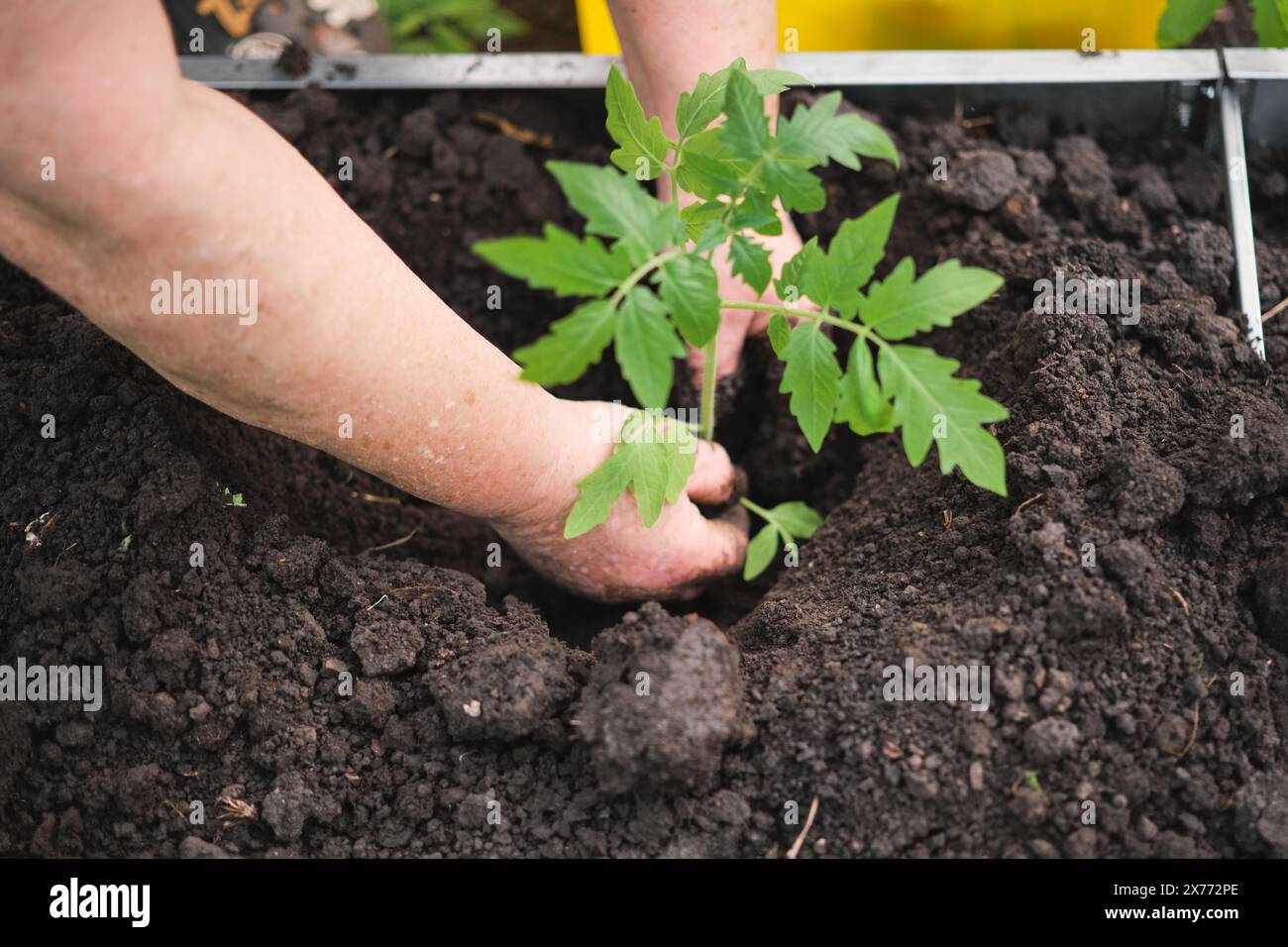 Hands of an old woman farmer carefully planting tomato seedlings in a ...