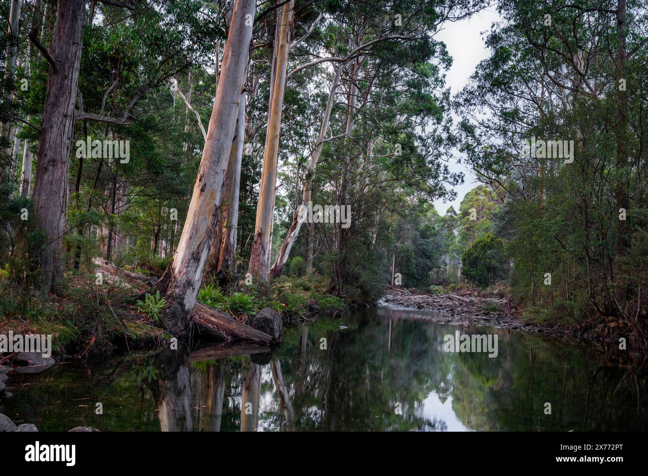 Still pool with forested banks, Russel River, Tasmania Stock Photo - Alamy