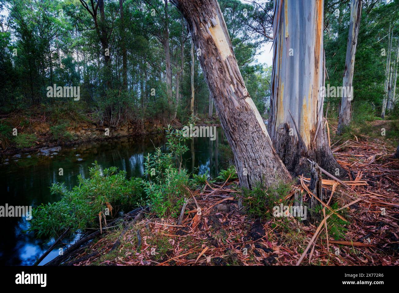 Still pool with forested banks, Russel River, Tasmania Stock Photo - Alamy