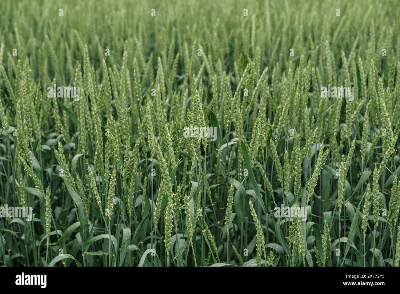 Ears of green wheat close up in cloudy weather gives the landscape a ...