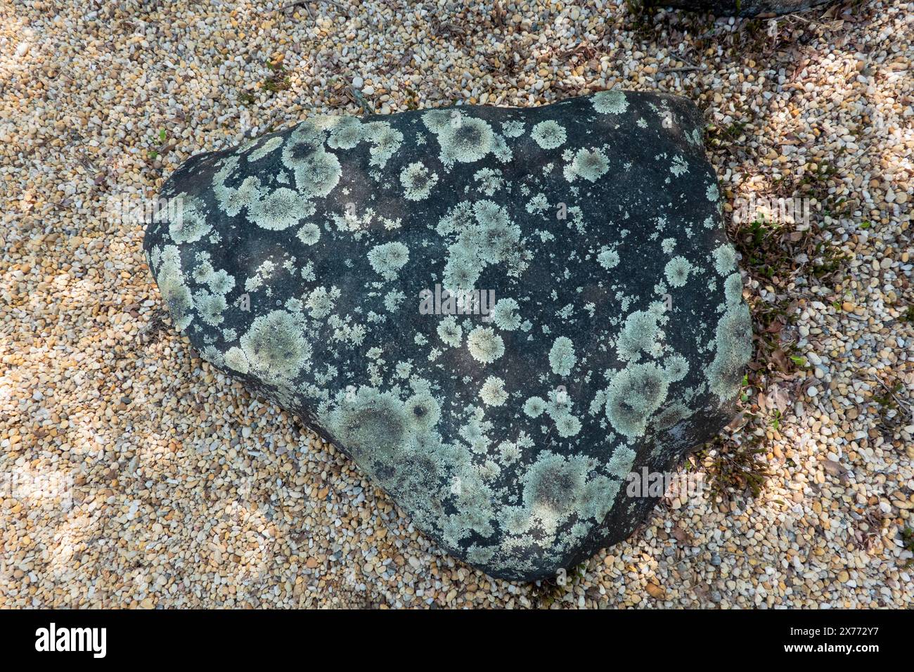 LICHEN on a rock at the Hammond Museum & Japanese Stroll Garden in ...