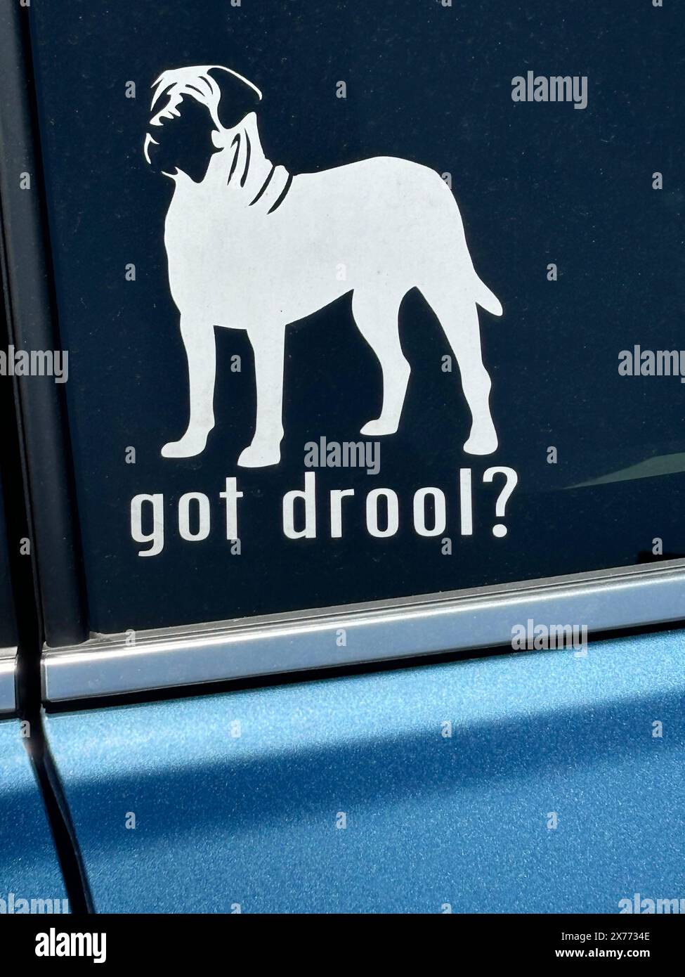 A funny dog sticker inside a car window reading GOT DROOL. Likely ...