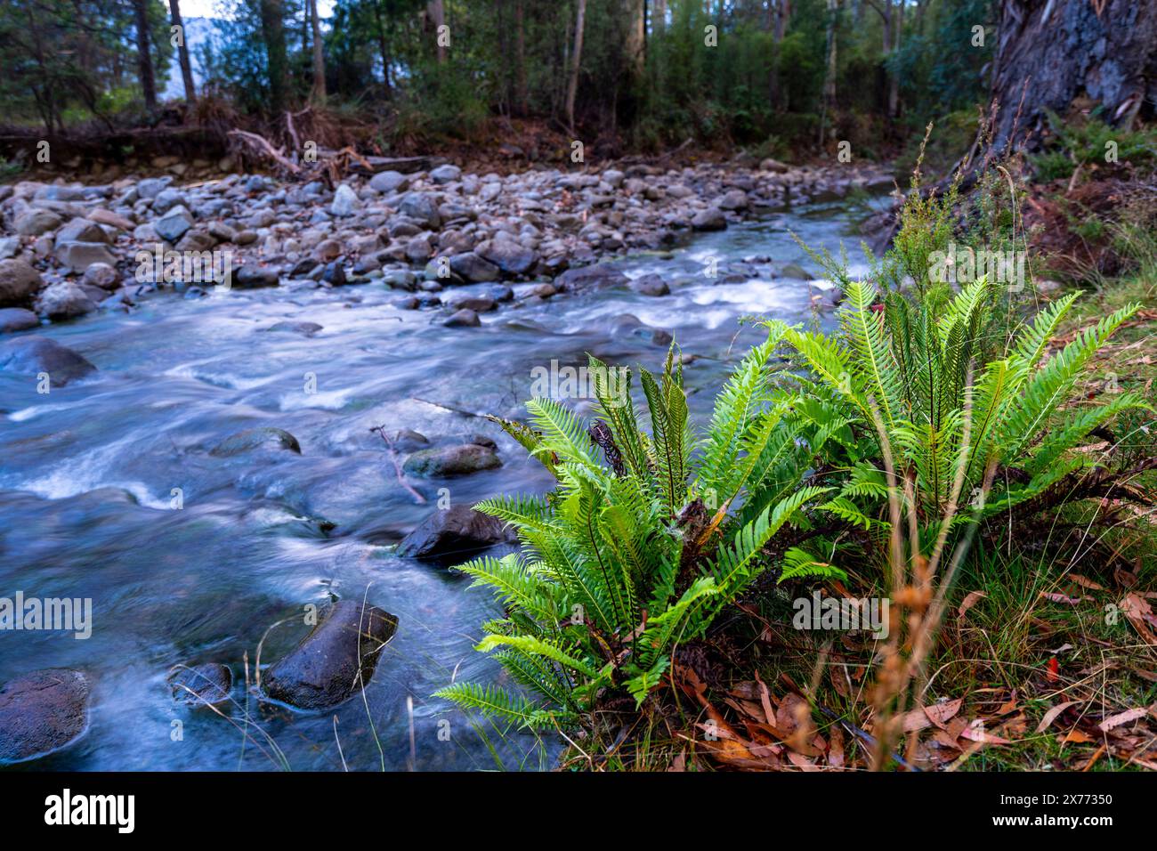 Water flowing over stoney riverbed of the Russel River, Tasmania Stock ...