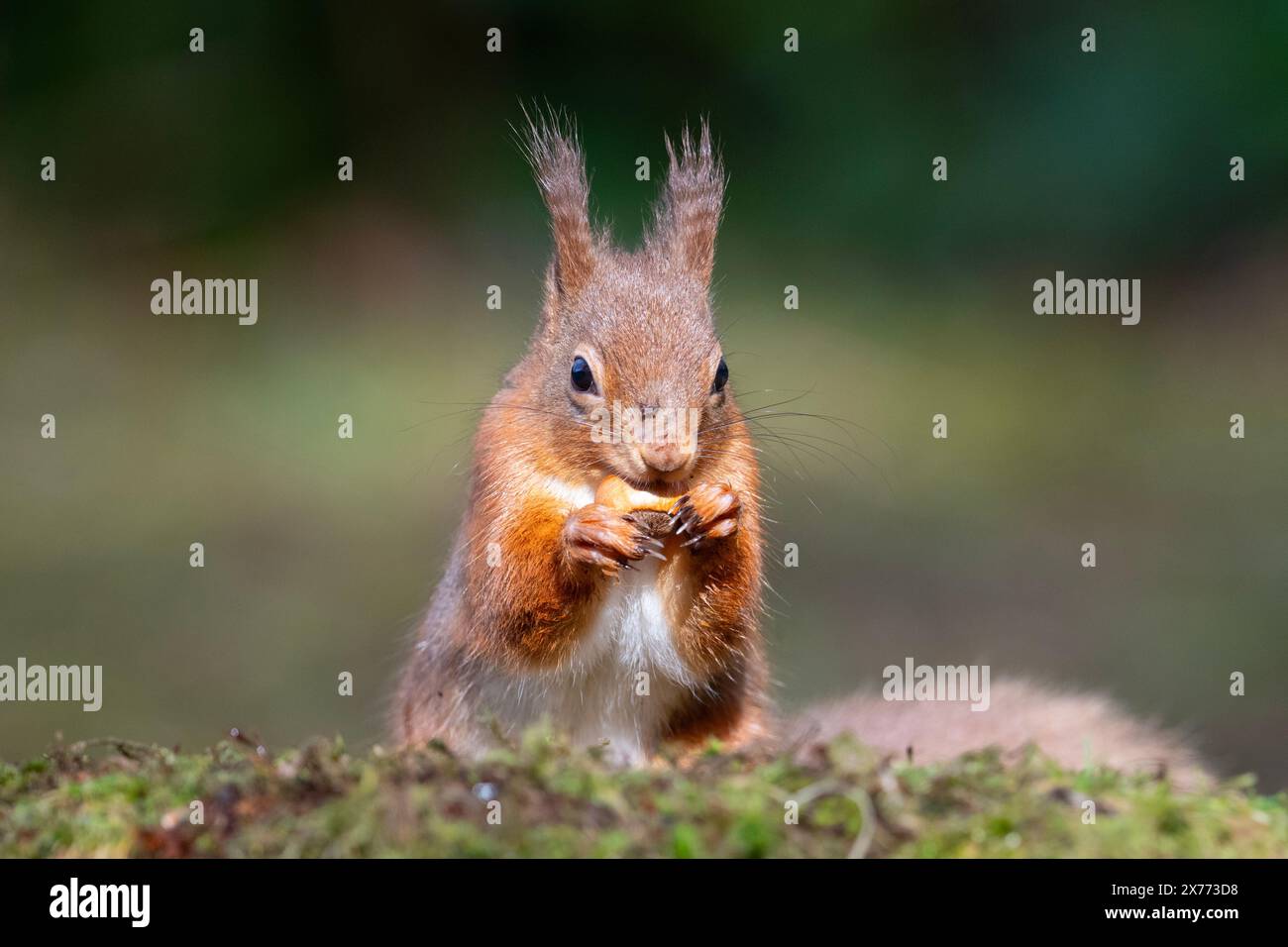 Close up photo of Red Squirrel (Sciurus vulgaris) in winter sun the ...