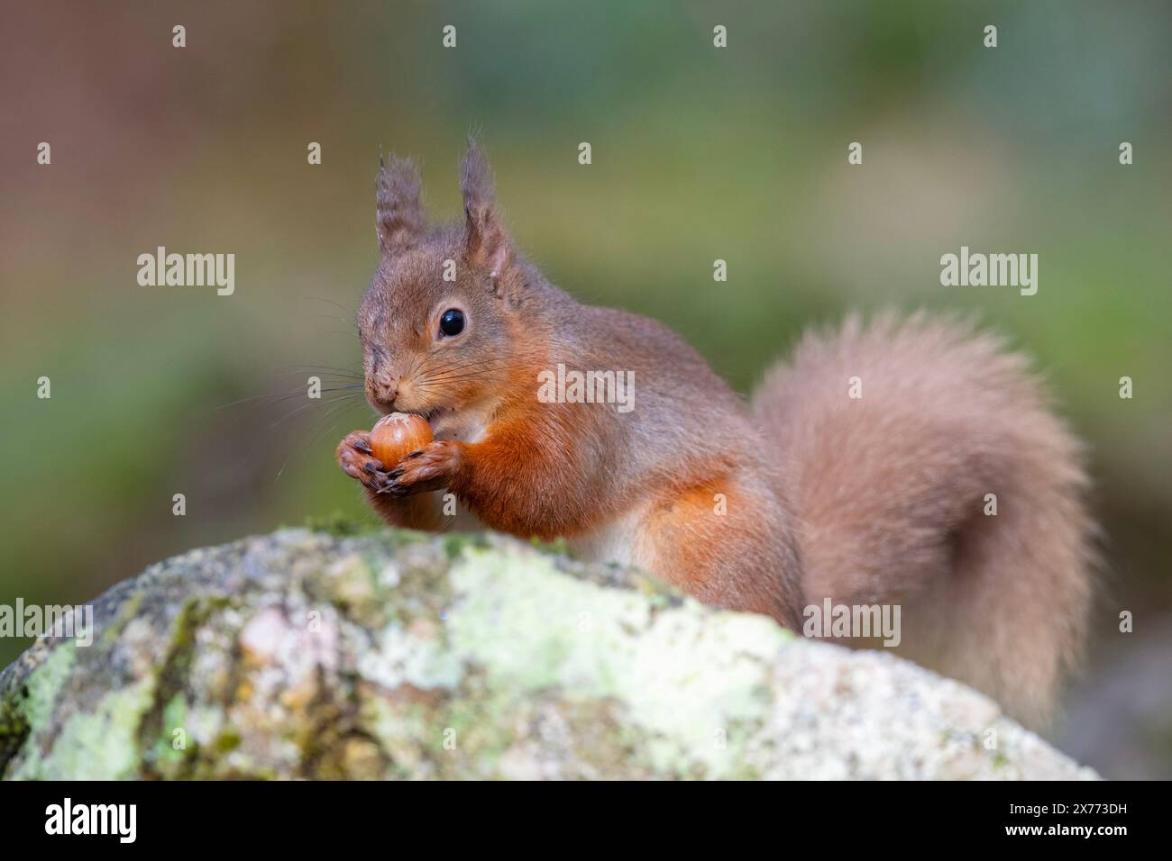 Close up photo of Red Squirrel (Sciurus vulgaris) in winter sun the ...