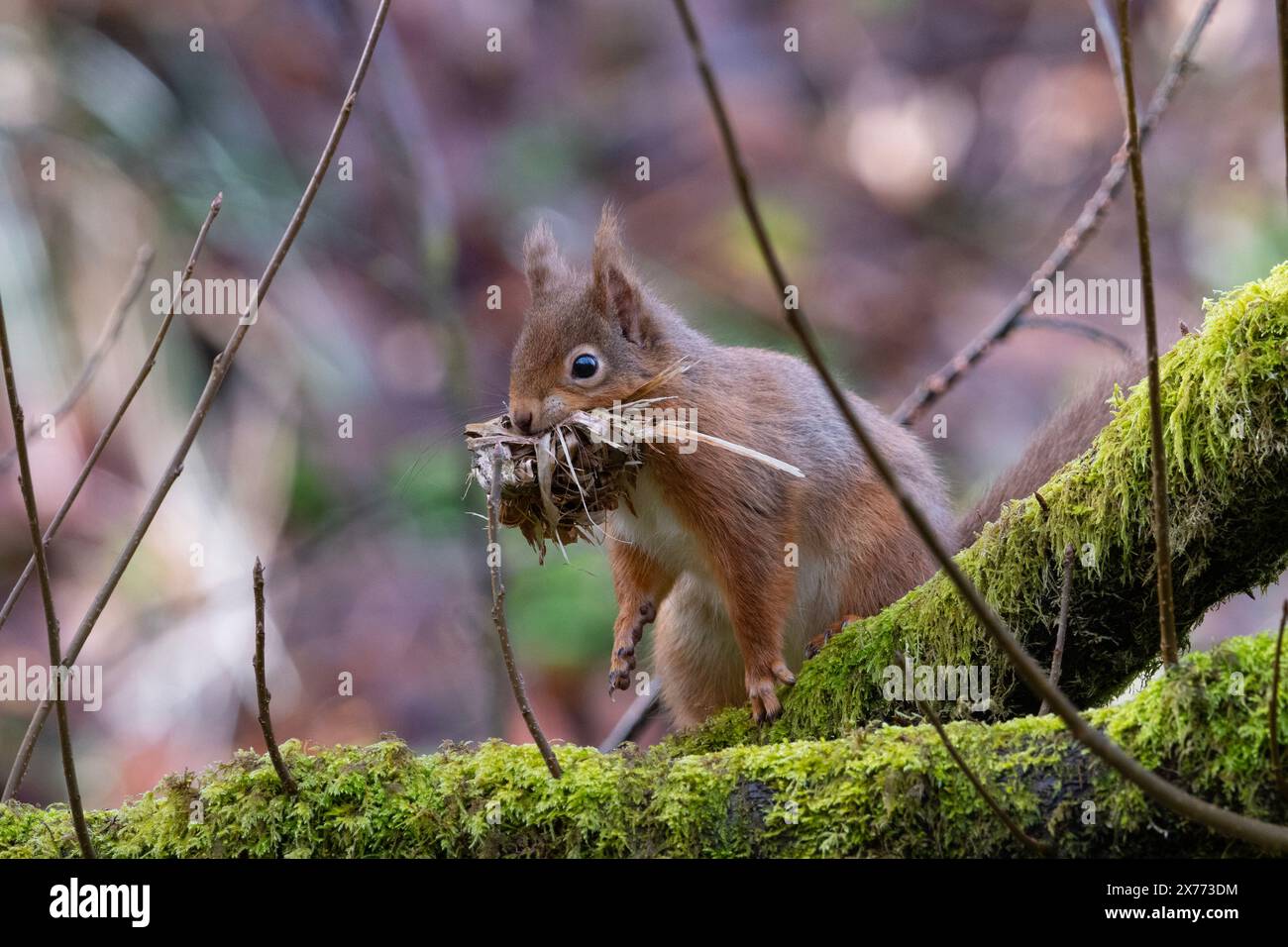 Red Squirrel (Sciurus vulgaris) collecting nesting material in the Lake ...