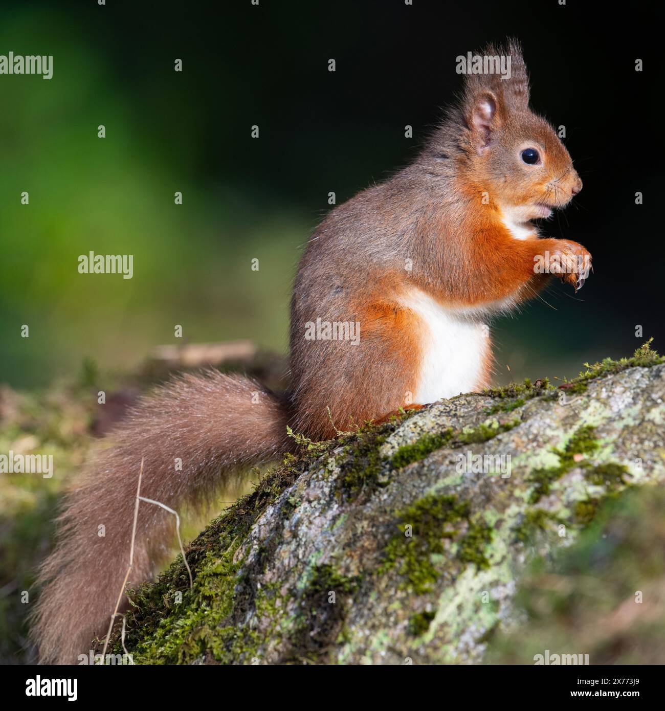 Close up photo of Red Squirrel (Sciurus vulgaris) in winter sun the ...