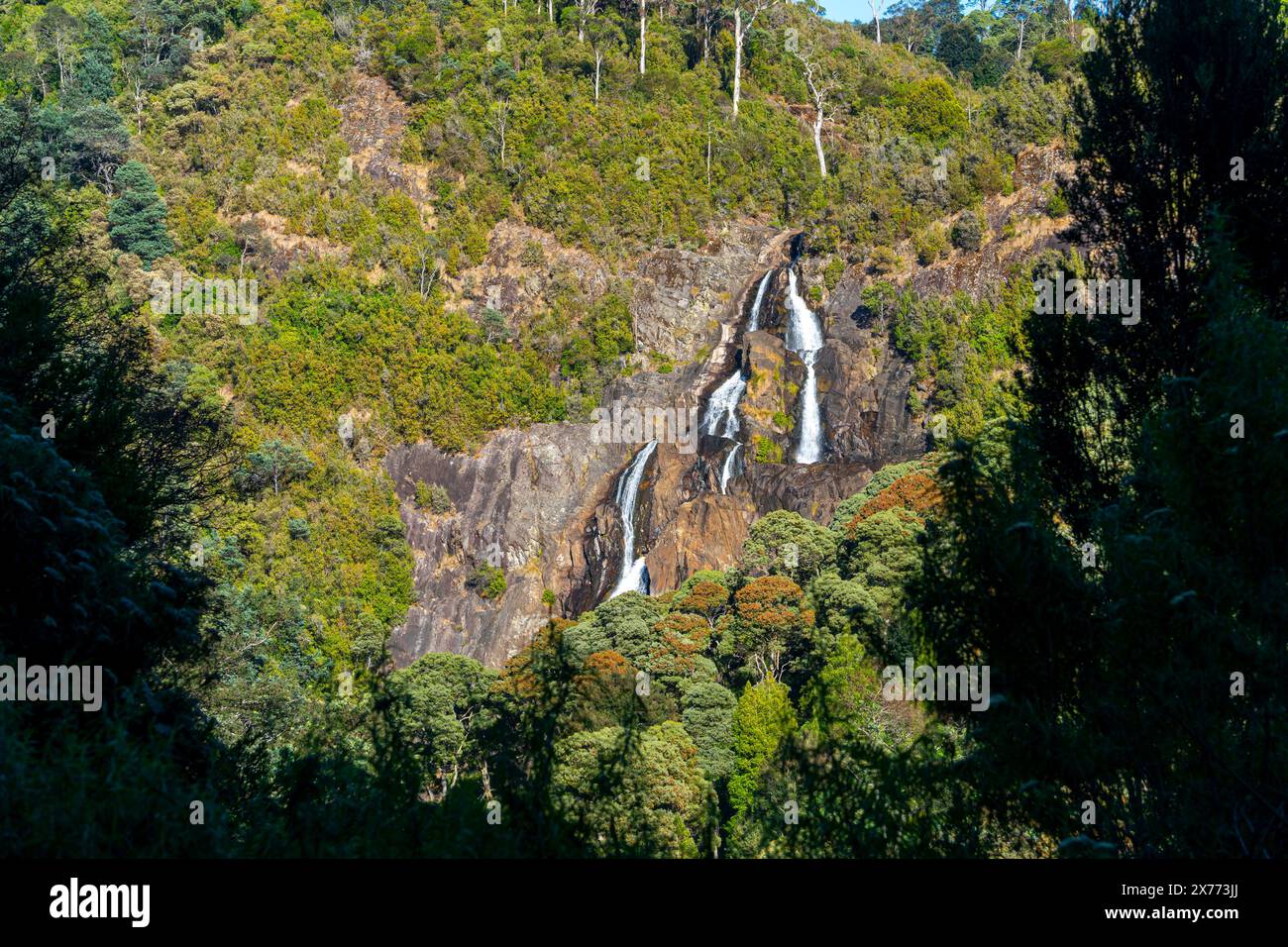 St Columba Falls,Pyengana,Tasmania Stock Photo - Alamy