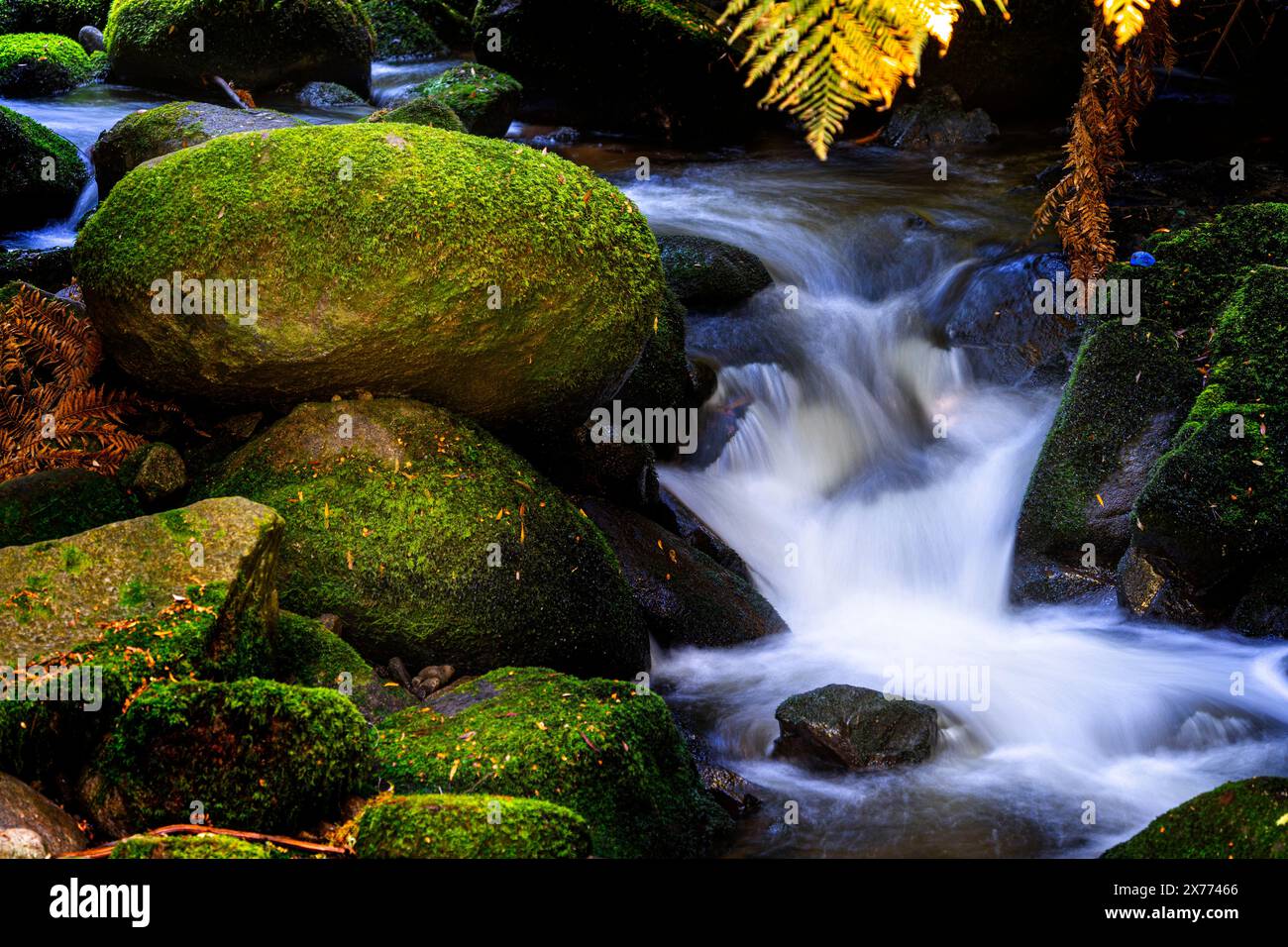 Gently flowing stream in rainforest beside walking track to Saint ...