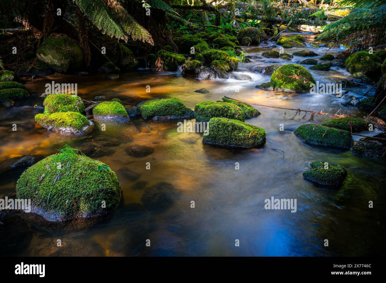 Gently flowing stream in rainforest beside walking track to Saint ...