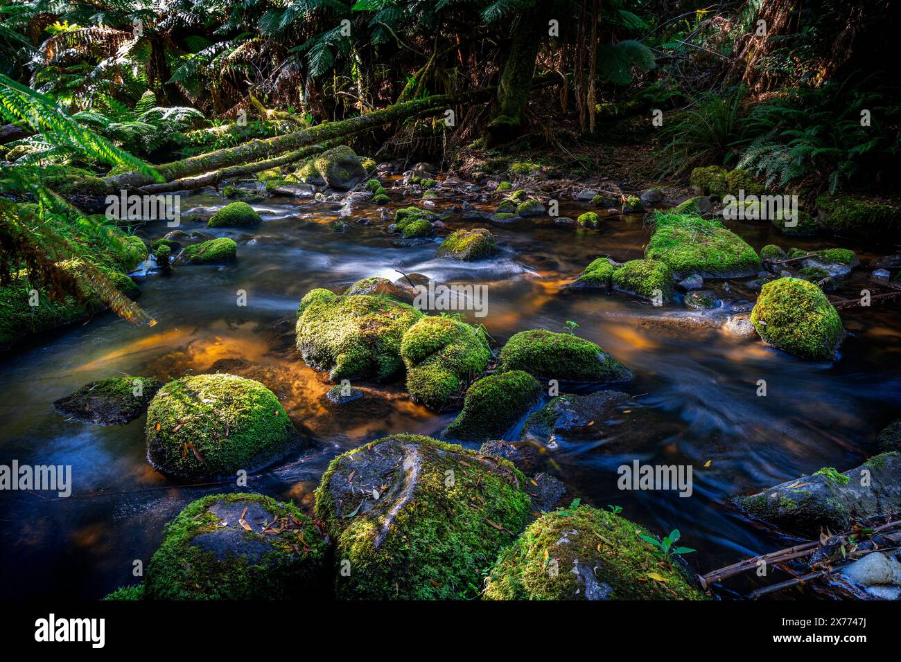Gently flowing stream in rainforest beside walking track to Saint ...