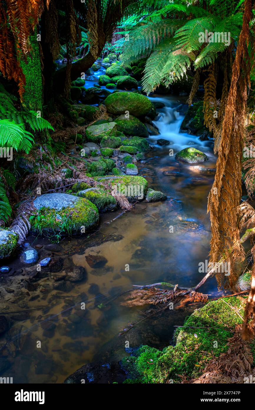 Gently flowing stream in rainforest beside walking track to Saint ...