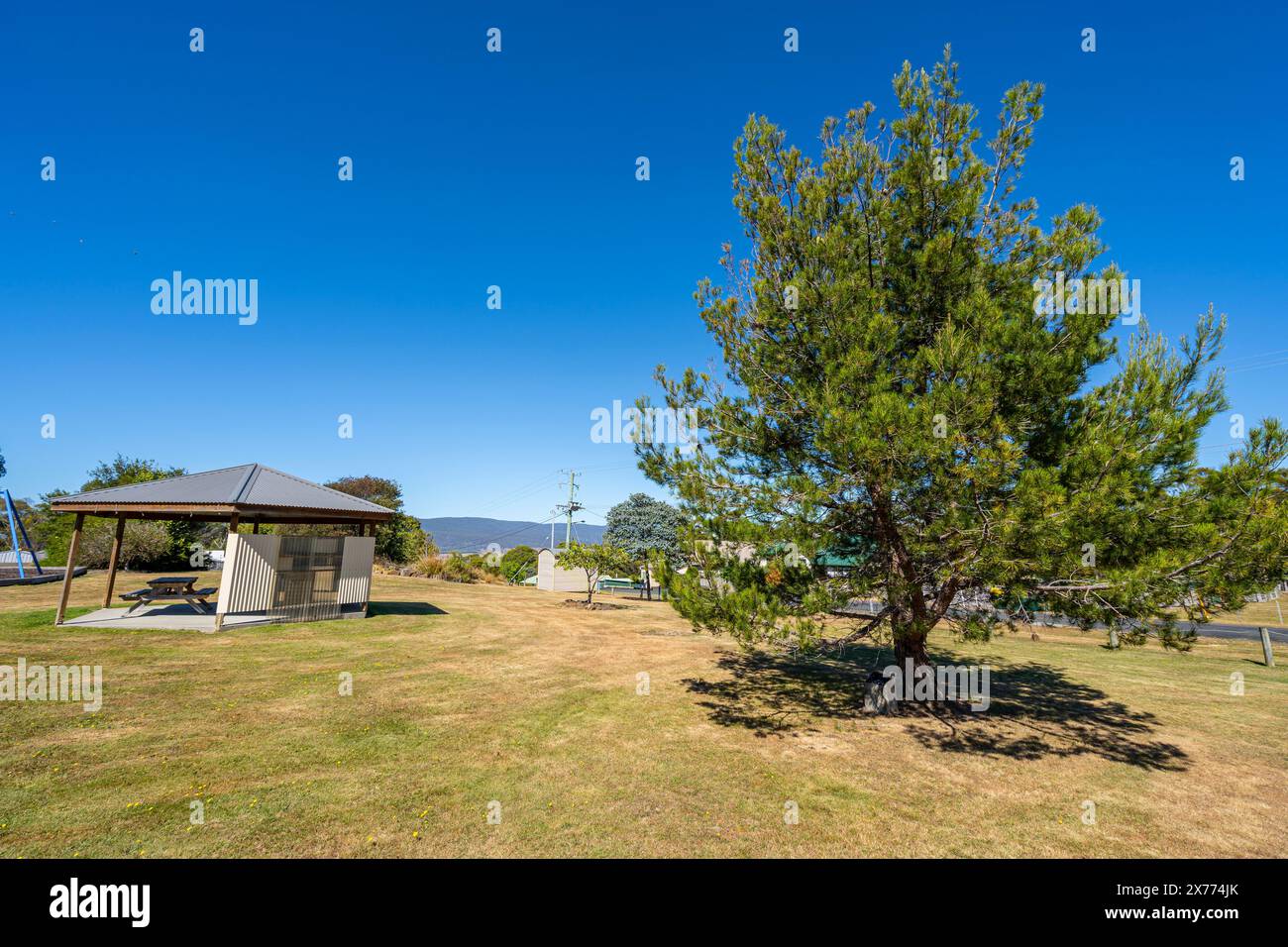 Pine tree propagated from the Lone Pine at Gallipoli growing on the Soldiers Walk, Cornwell ...