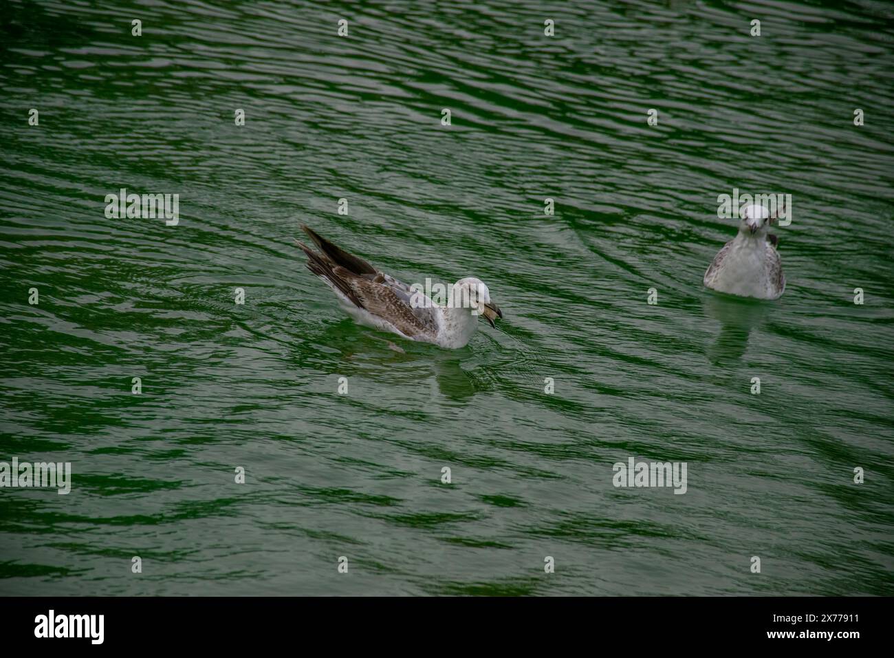 Seagull floating in the water catching a piece of bread Stock Photo - Alamy