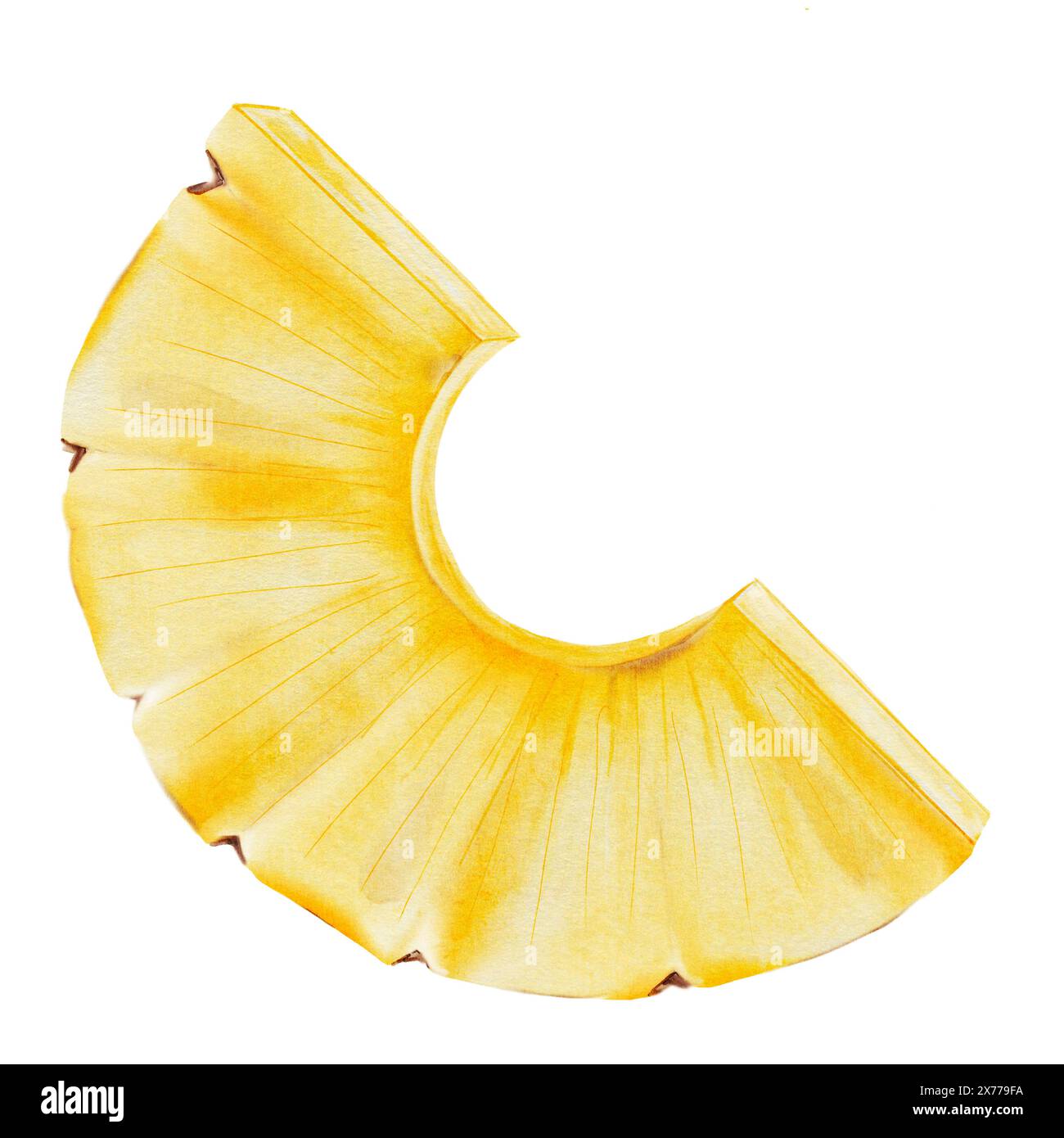 Pineapple slice watercolor. Hand drawn isolated drawing on white background. Clip art of ripe ...