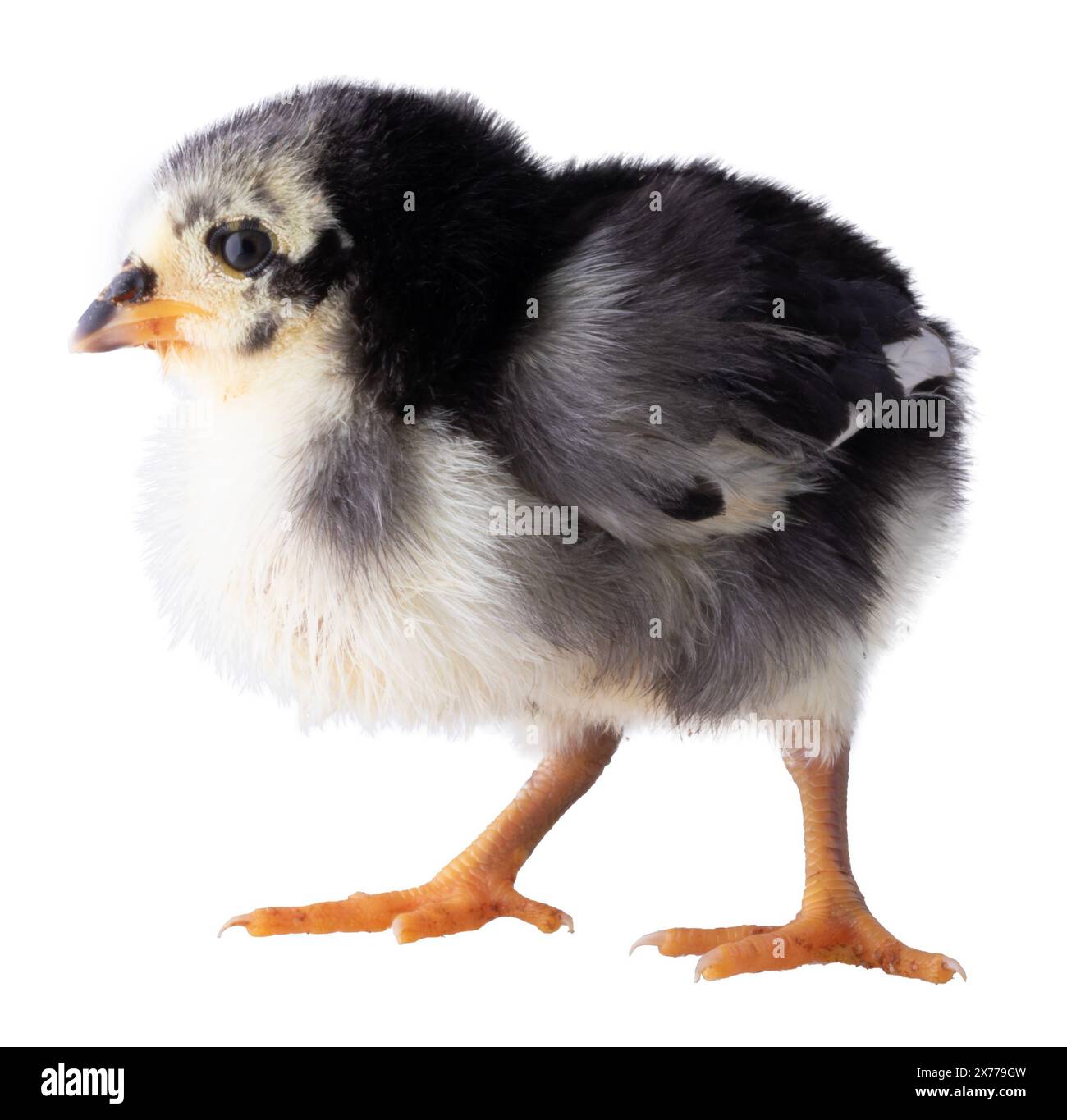 Austerlorp chicken chick that is a baby squated down and isolated in a ...