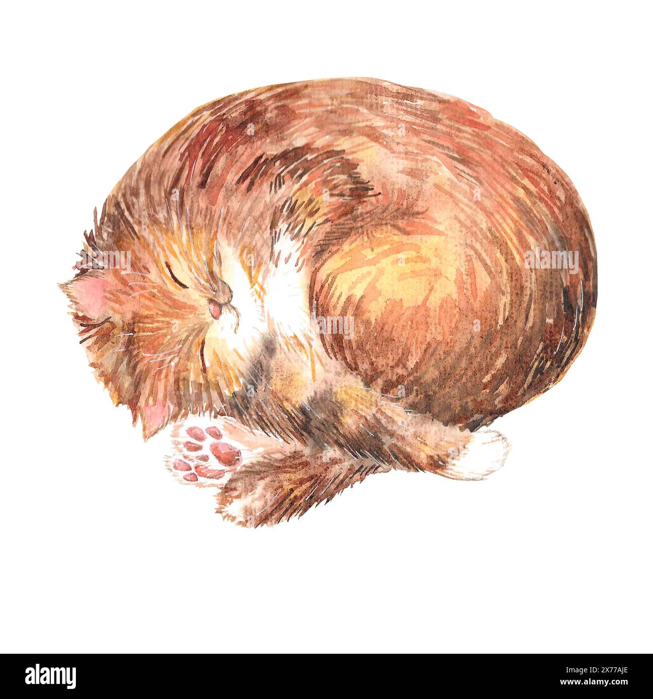 The tabby cat is sleeping, curled up. Watercolor hand drawn ...