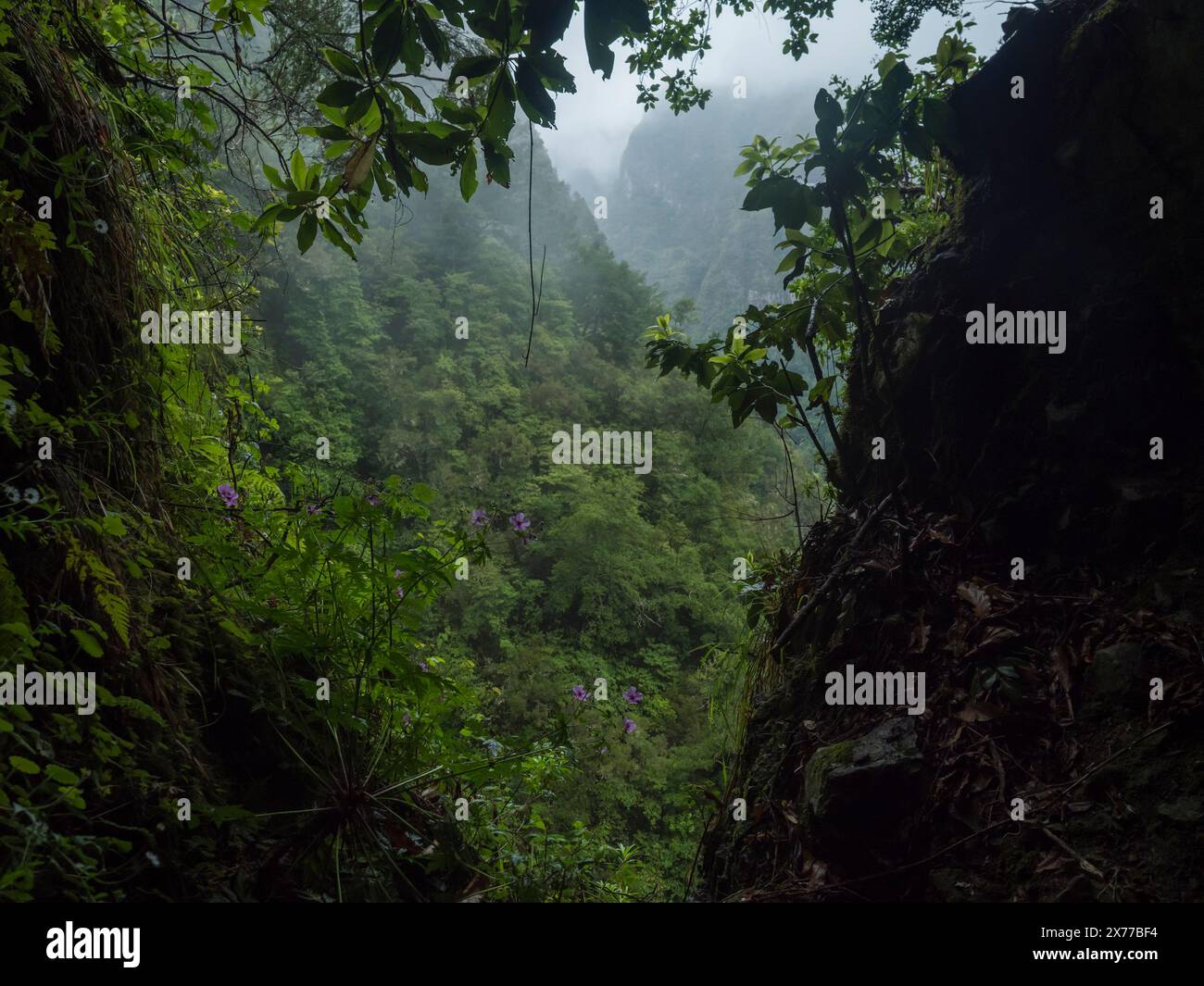 Wet rainy dense tropical laurel forest vegetation with ferns, moss and ...