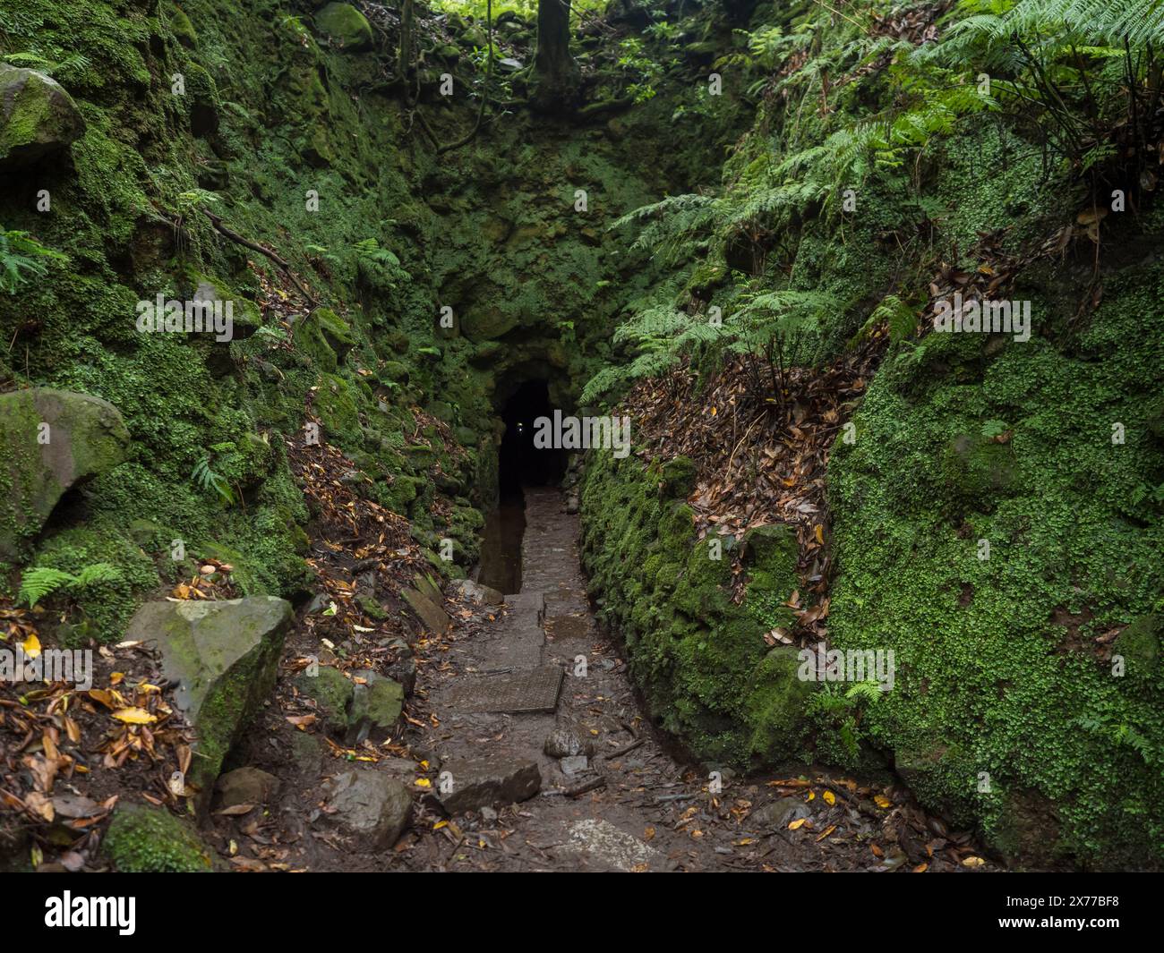 Entrance to the small tunnel at levada in dense tropical laurel forest ...