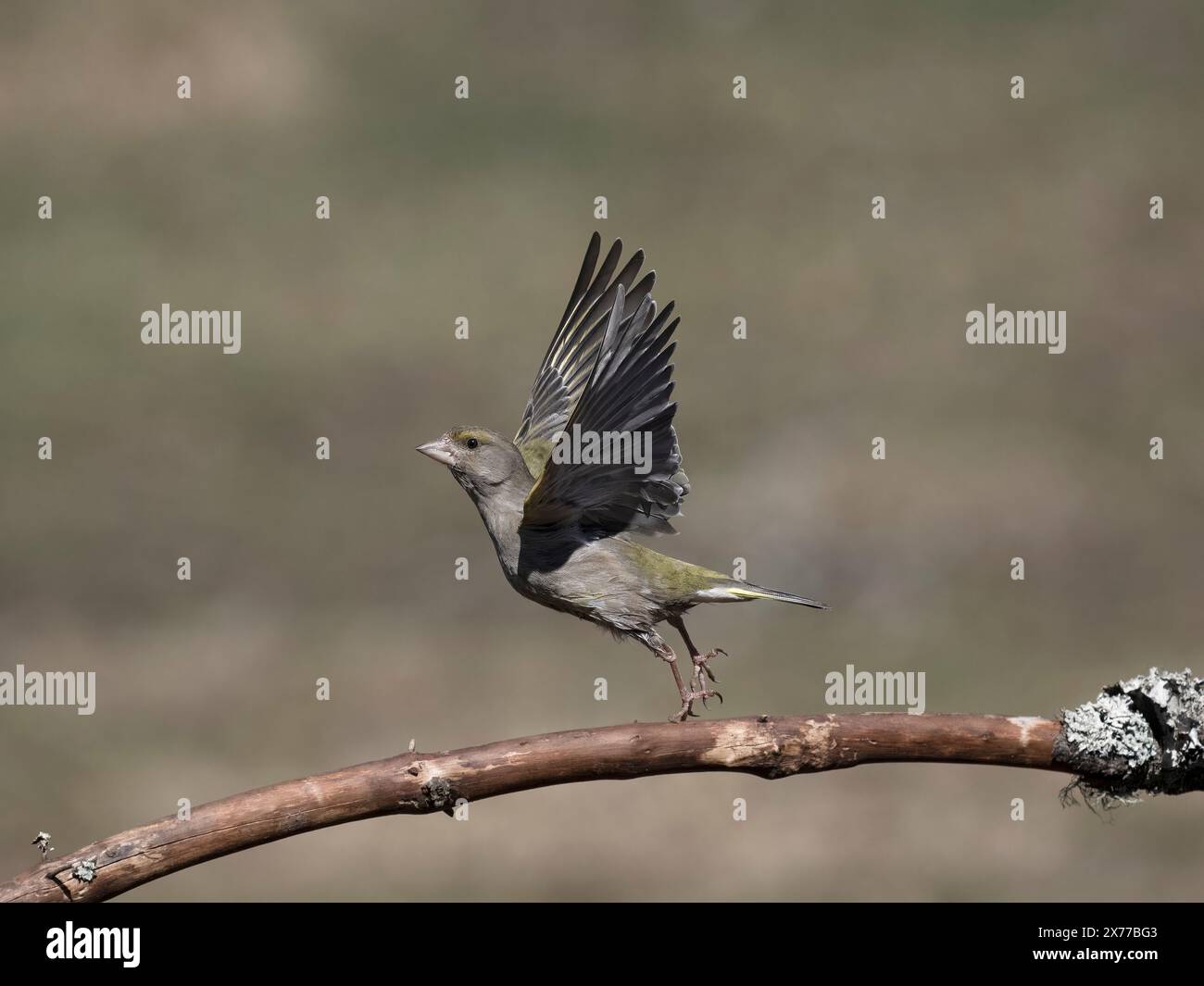 Greenfinch, Chloris chloris, single bird in flight, Norway, May 2024 ...