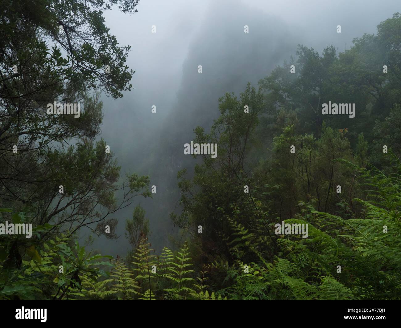 Wet rainy dense tropical laurel forest vegetation with ferns, moss and ...