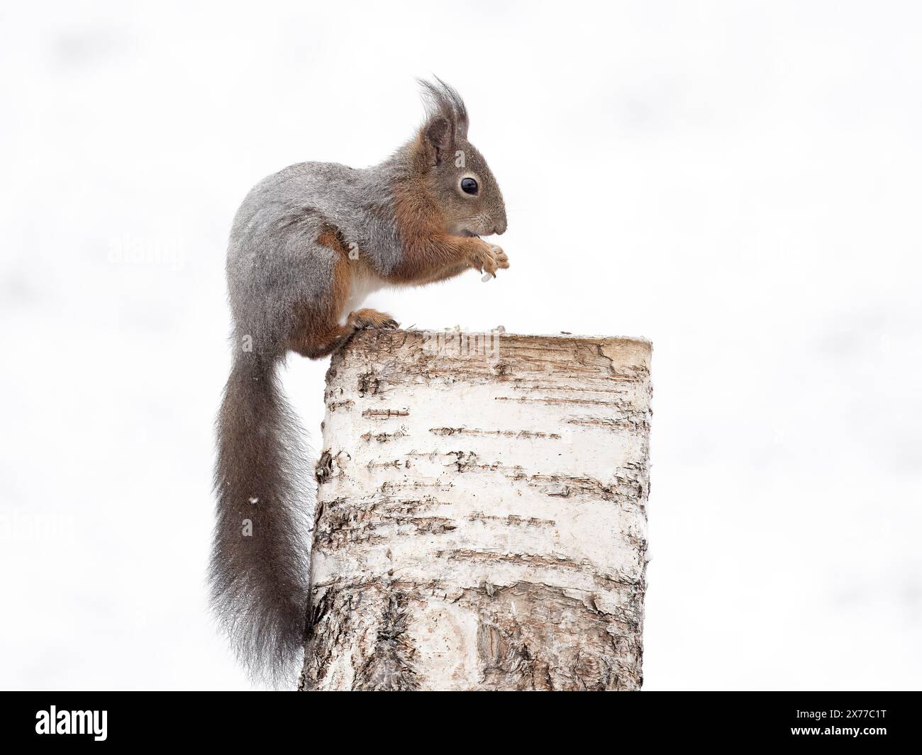 Red squirrel, Sciurus vulgaris, single mammal on log in snow, Norway ...