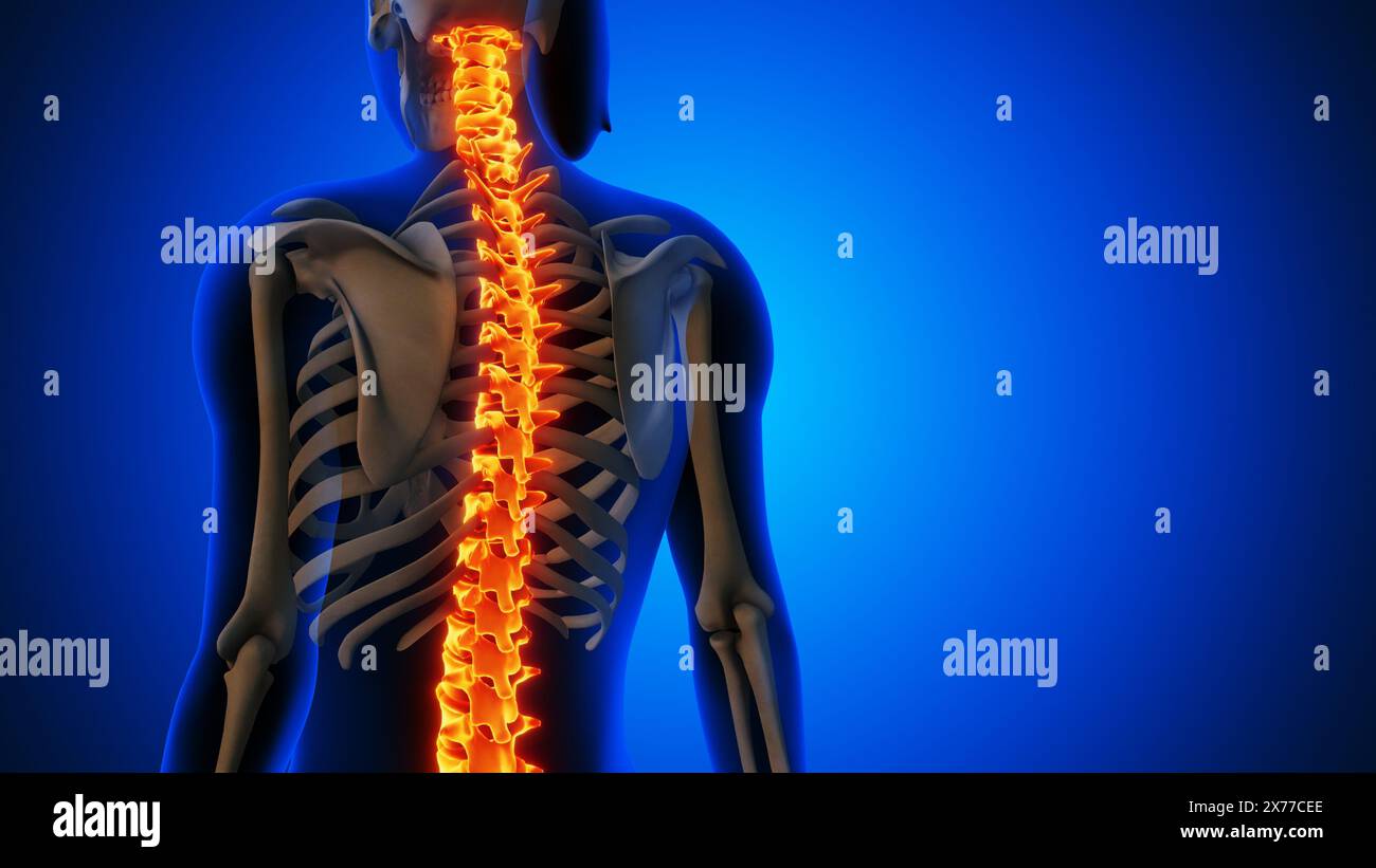 Lumbar spine anatomy female hi-res stock photography and images - Alamy