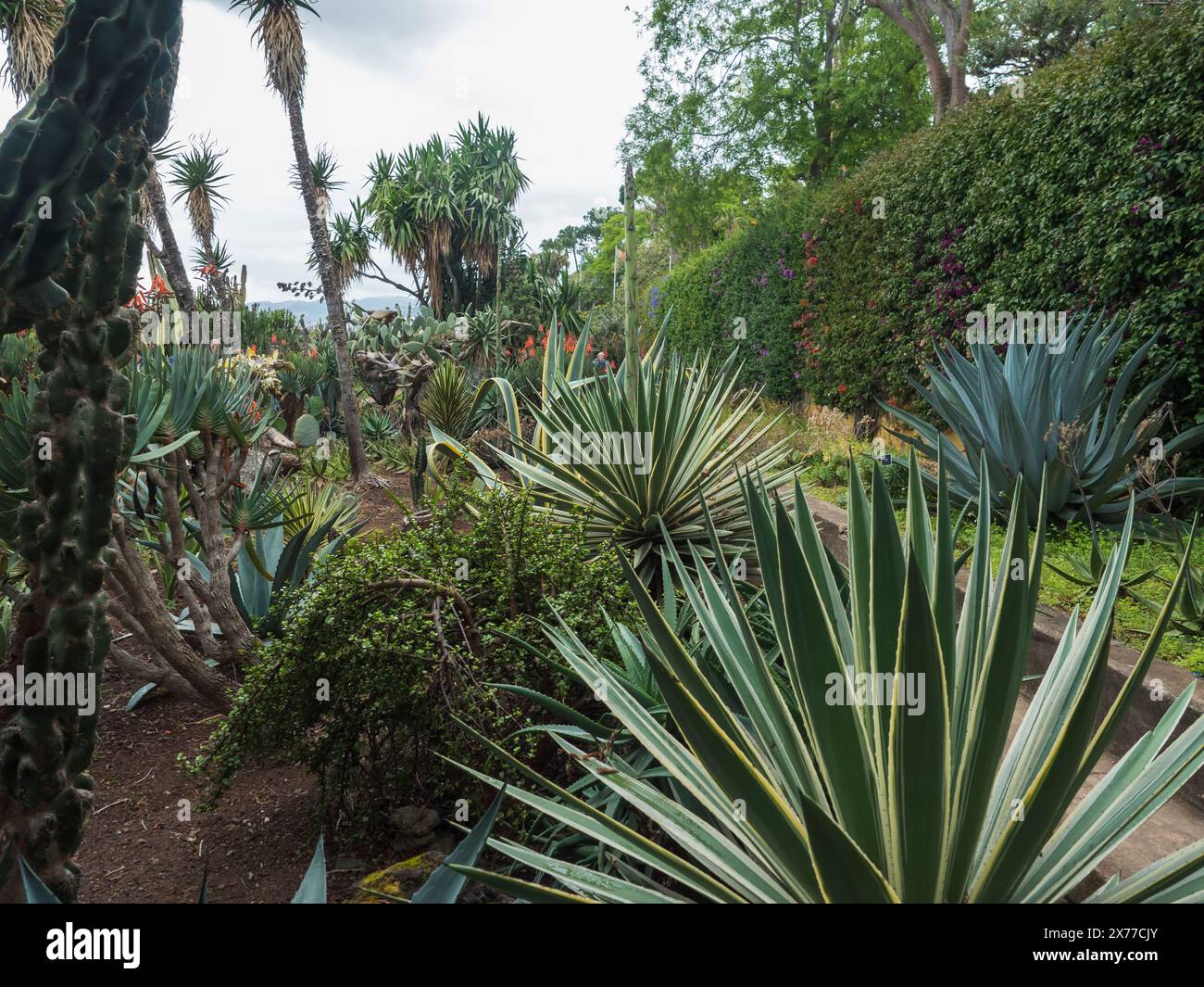 View of cacti and succulent plants in famous Tropical Botanical Gardens ...