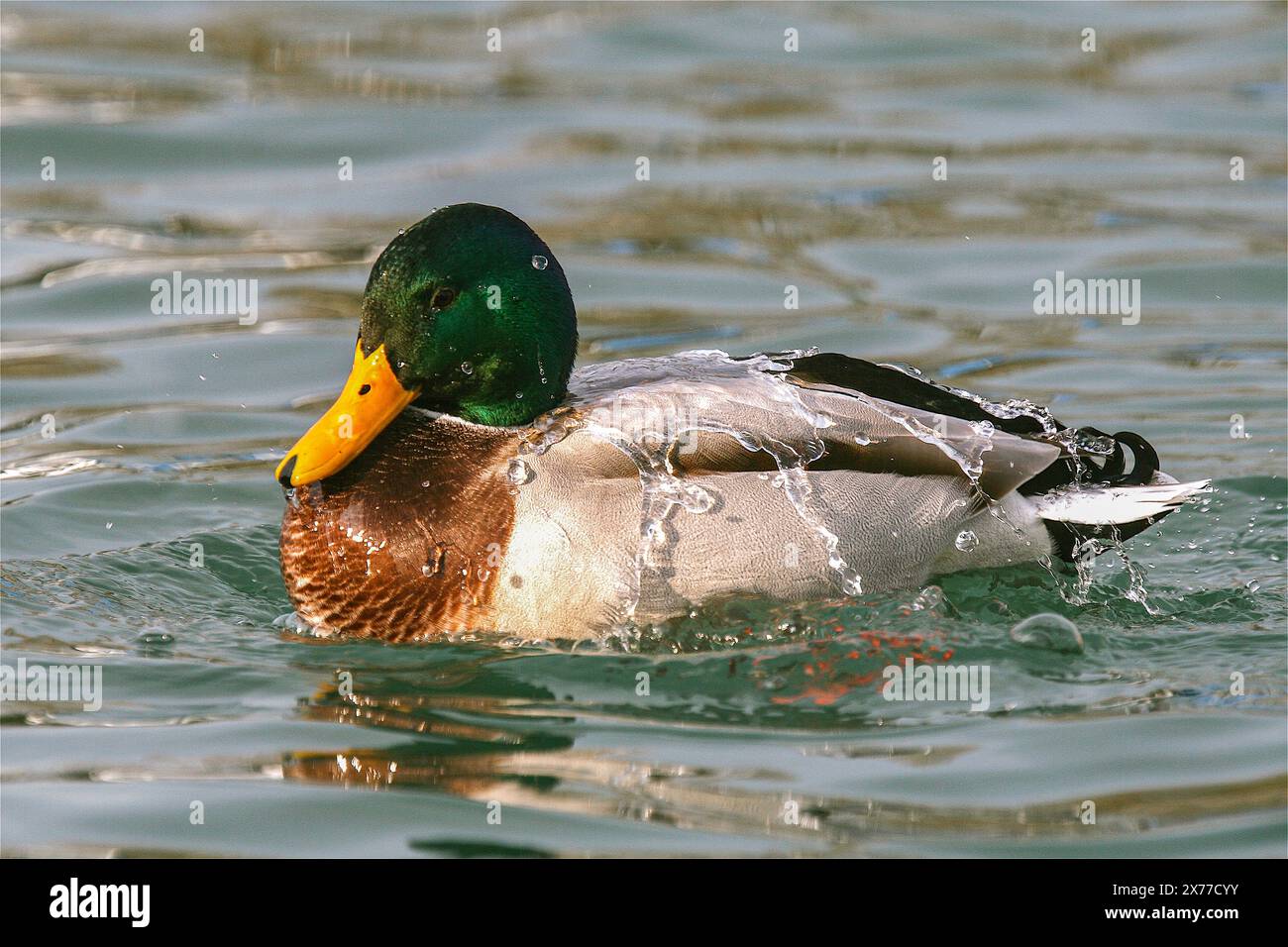 Mallard grooming anas platyrhynchos hi-res stock photography and images ...