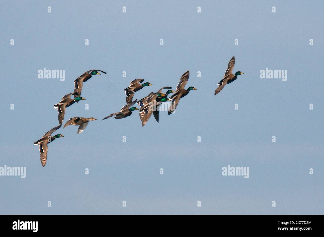 Group of male mallards in flight Stock Photo - Alamy